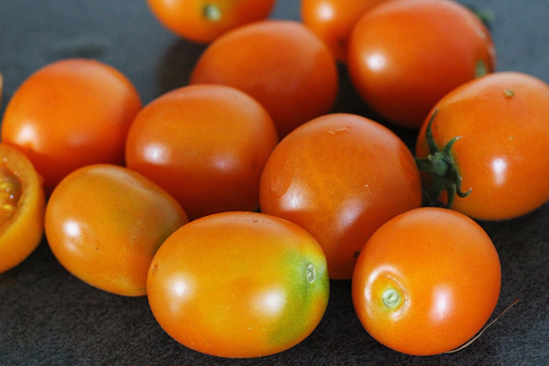 Ida Gold Tomato Seeds: Dwarf Heirloom, Early Harvest - Etsy