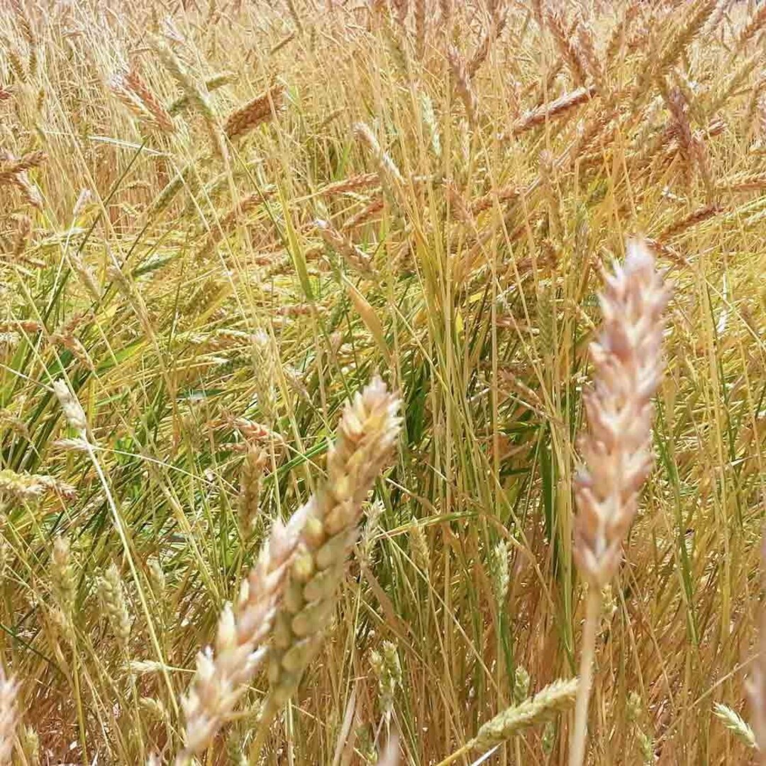 White Sonora Wheat Seeds: Heirloom Grain, Open Pollinated (550+ Seeds ...