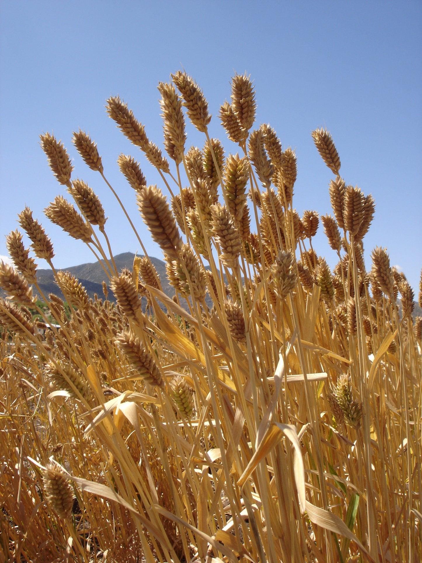 Pima Club Wheat Berries: 350+ Native Heirloom Ancient Grain Seeds ...