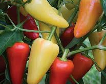 Santa Fe Grande Guero Pepper Premium Seed Packet - Etsy