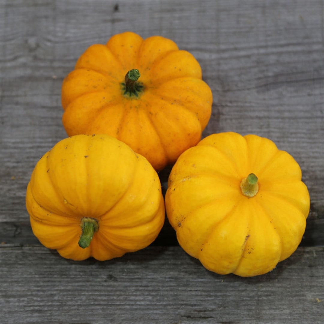 Jack Be Little Pumpkin Seeds: Miniature Heirloom Variety, Non-gmo - Etsy