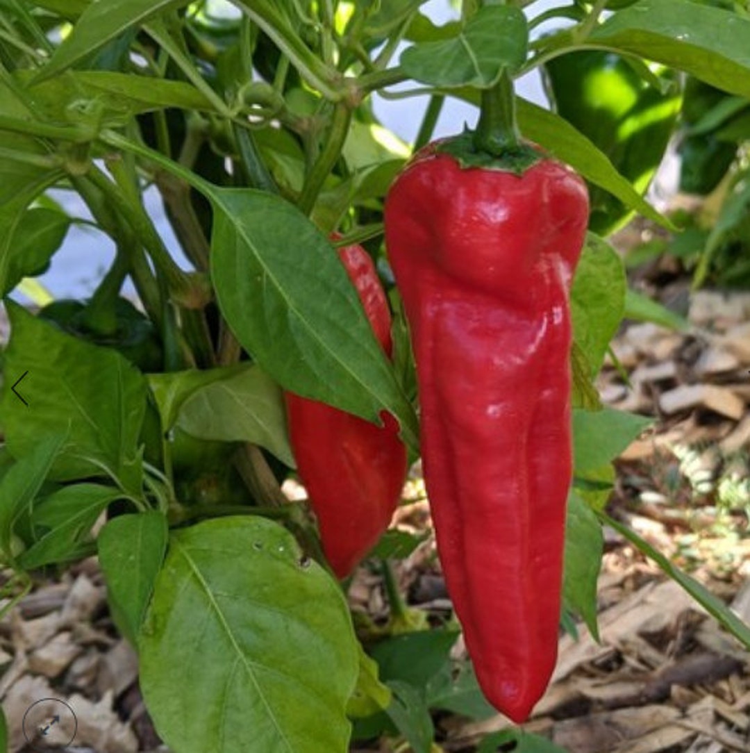 Aleppo, Hot Pepper, Aka Halaby Pepper, Heirloom Garden Seeds Open ...