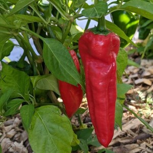 Aleppo Pepper Seeds: Organic Heirloom Vegetable, Mild Heat - Etsy