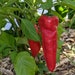 Aleppo, Hot Pepper, Aka Halaby Pepper, Heirloom Garden Seeds Open ...