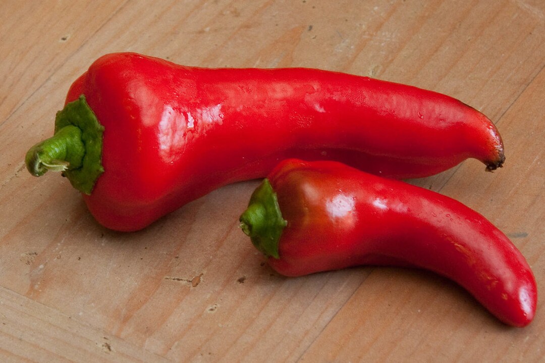 Tolli's Italian, Sweet Pepper, Rare Italian Organic Heirloom Garden ...