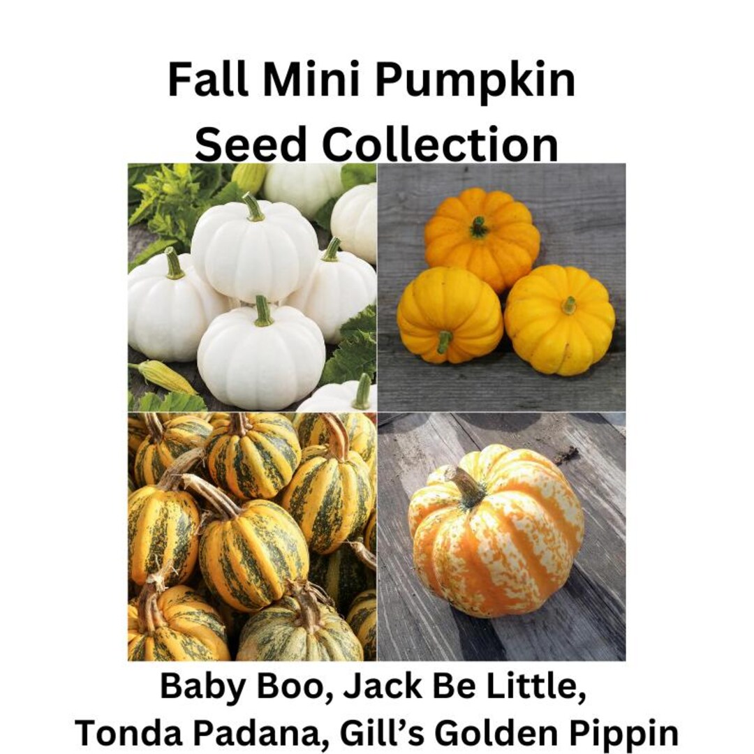 Fall Mini Pumpkin, Seed Collection, Heirloom Garden Seeds - Non-gmo ...
