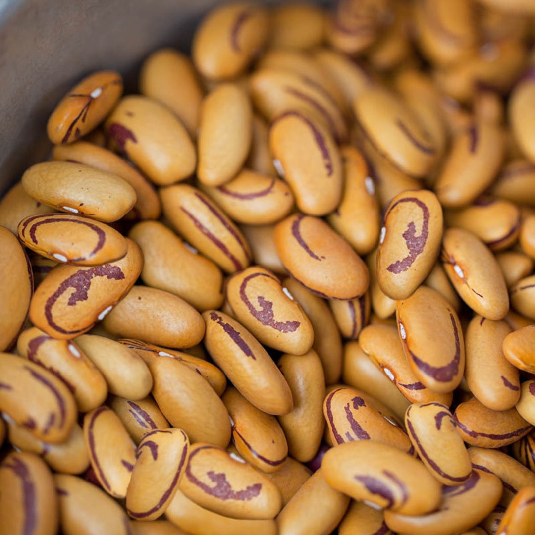 Tiger Eye, Bush Dry Bean, Rare Hard to Find Heirloom Garden Seeds Open ...