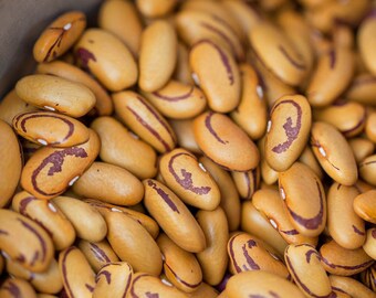 Beans Khabarovsk Pole Dry Bean-rare Russian Variety Heirloom Seeds Open ...