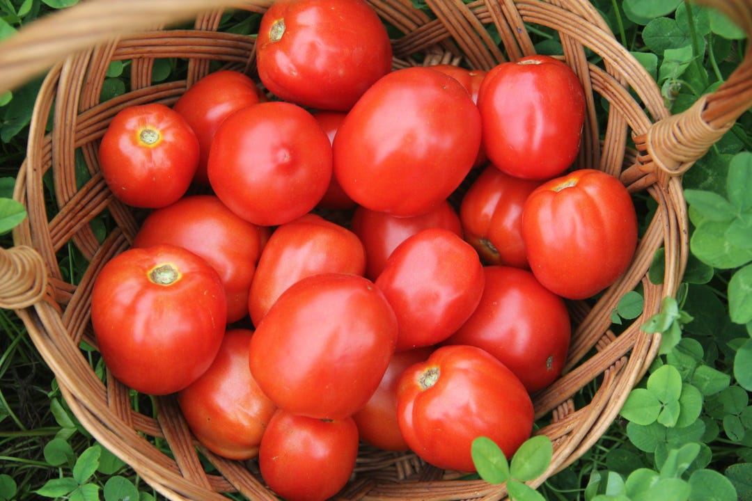 Saucy Lady Tomato Seeds: Heirloom Plum Paste, Open Pollinated - Etsy