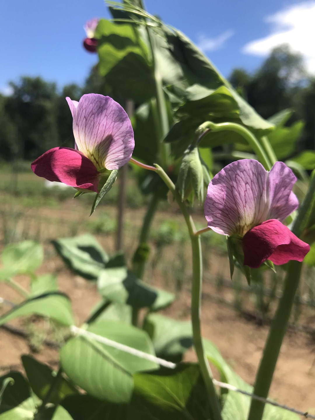 Magnolia Blossom Snap Pea Seeds: Heirloom Vegetable, Open Pollinated - Etsy