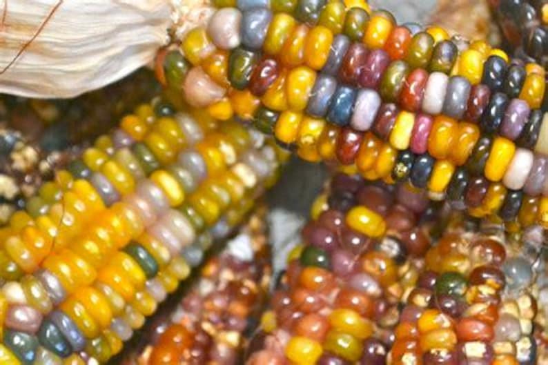 Cherokee Three Sisters Seed Mix: Native American Corn, Bean, Squash - Etsy