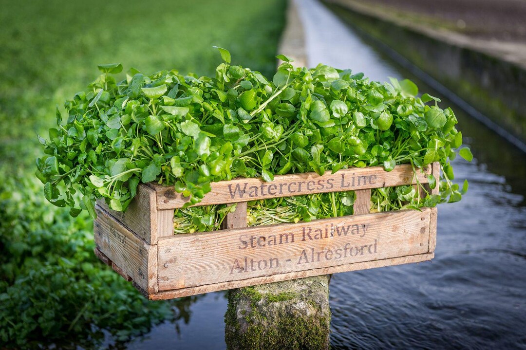 Organic Watercress Seeds: Heirloom Non-gmo Vegetable Garden Seed ...
