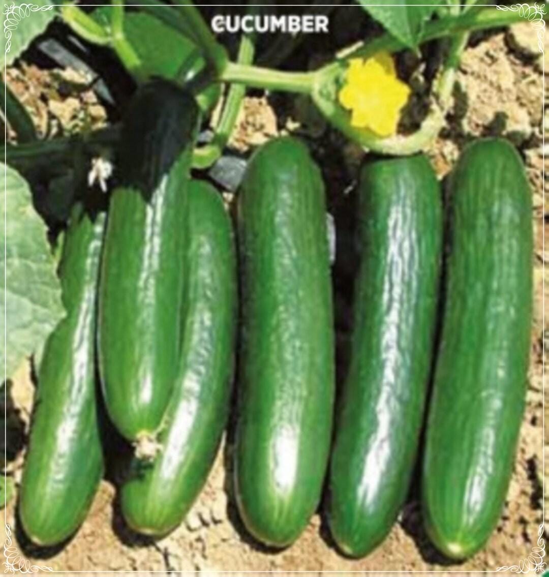 Beit Alpha Cucumber Seeds: Organic Heirloom, Container Gardening - Etsy