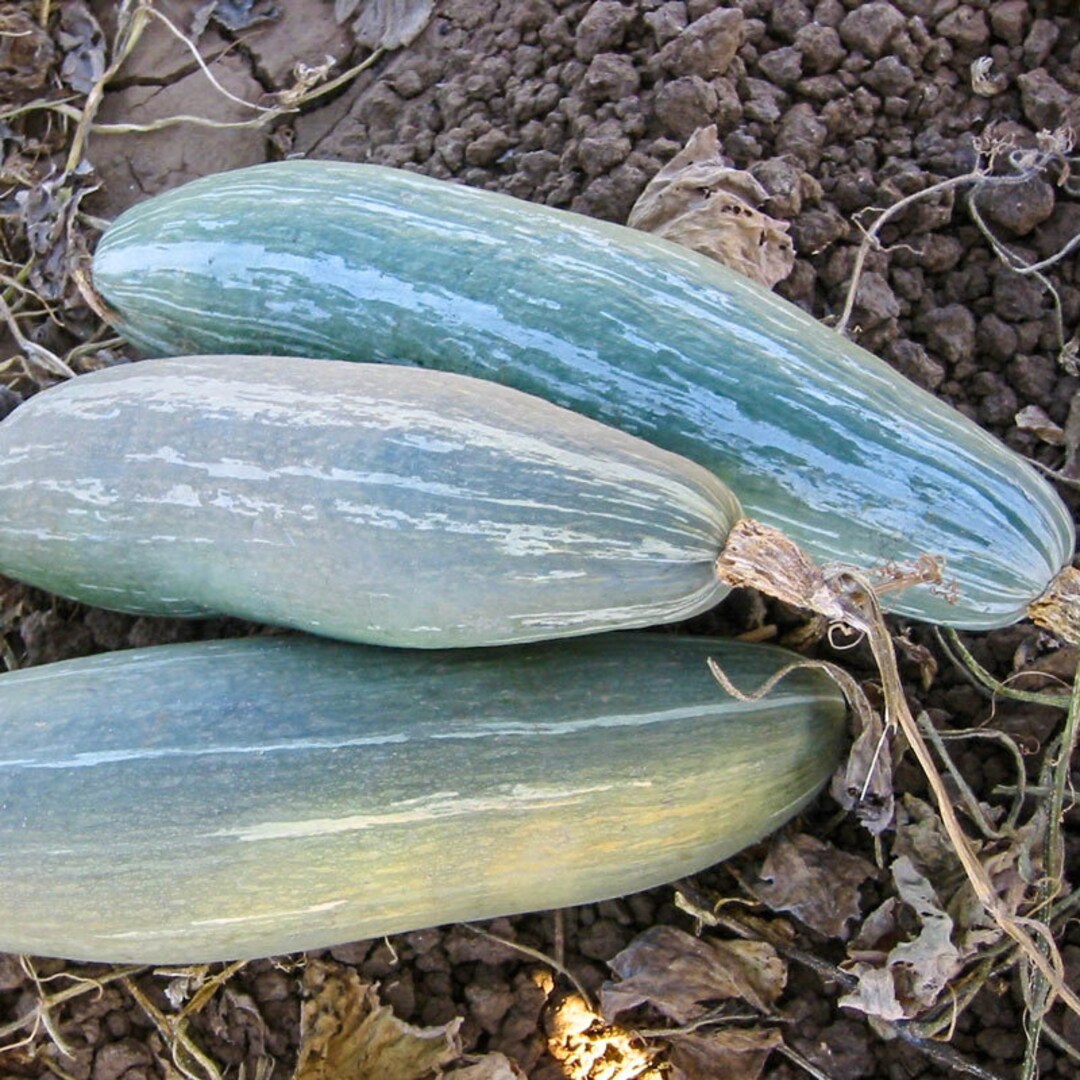 Sibley, Winter Squash, Heirloom Garden Seeds Open Pollinated Container ...