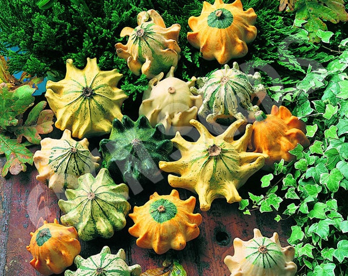 Super Wings Gourd Seeds - Etsy