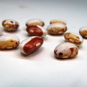 Hidatsa Shield Figure, Pole Dry Bean, Open Pollinated Garden Seeds ...