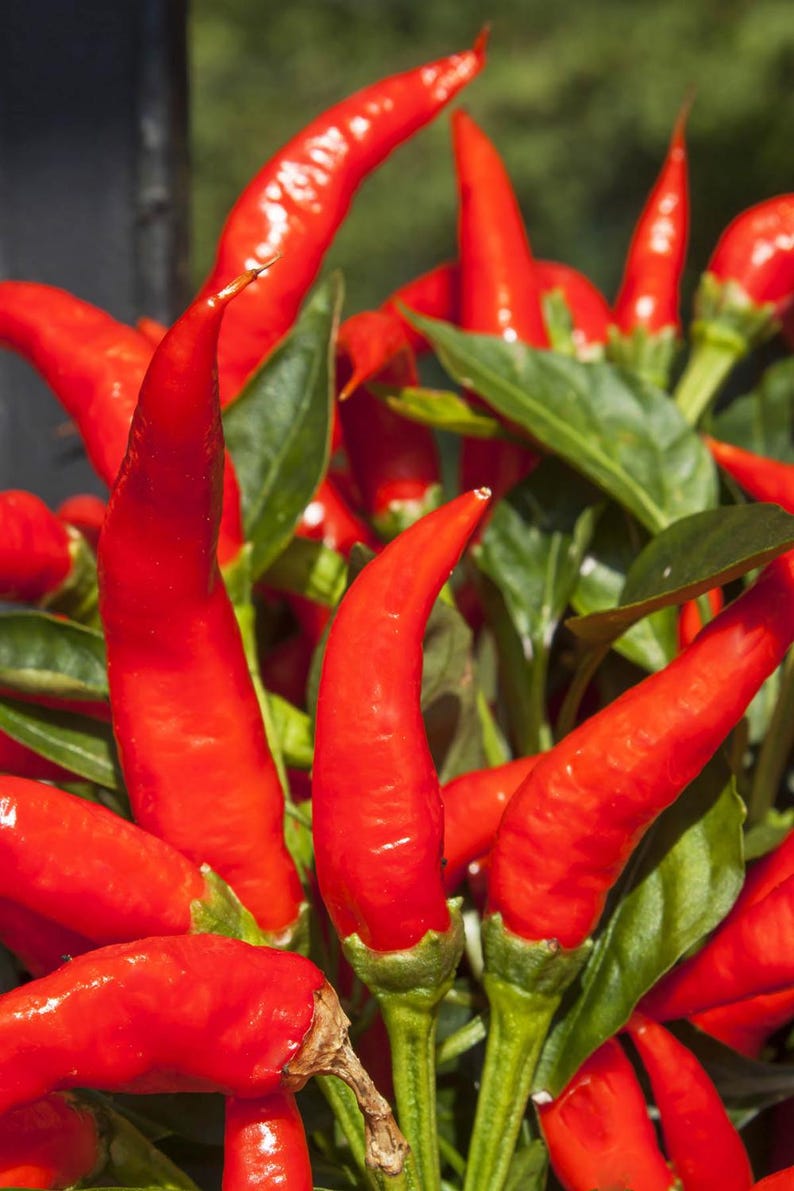 Mirasol Mosco Pueblo Chile Pepper Seeds: Rare Colorado Heirloom - Etsy