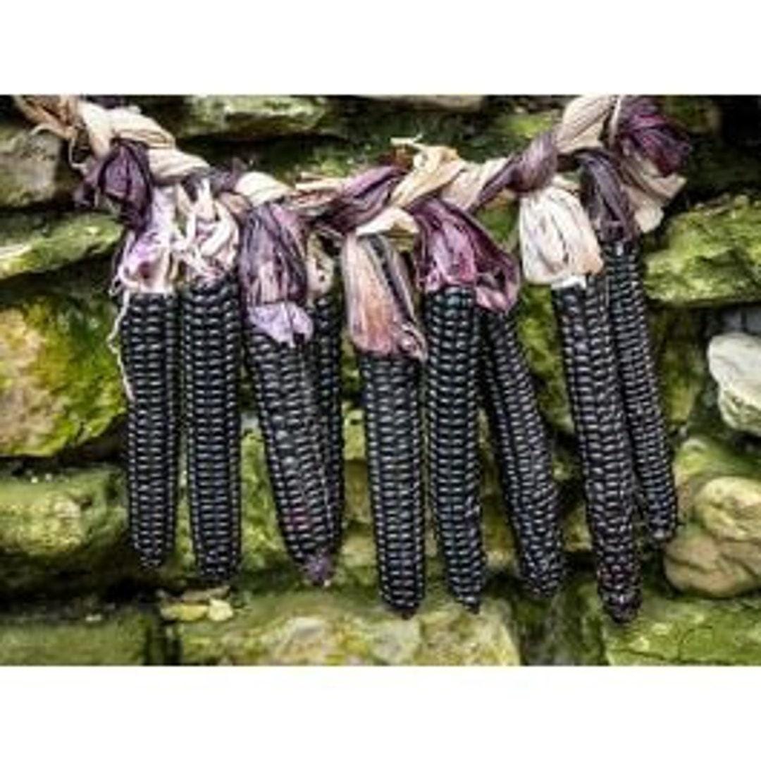 Montana Morado Maize Seeds: Heirloom Purple Flour Corn - Etsy