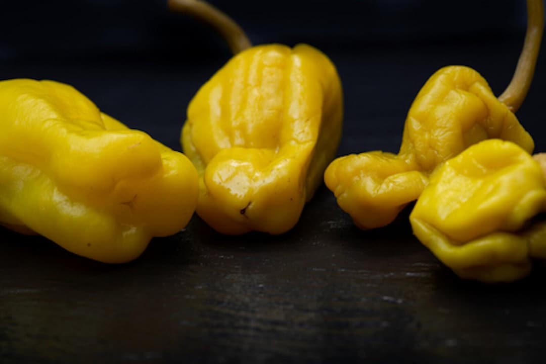 Golden Greek Pepperoncini, Mild Pepper, Organic Heirloom Garden Seeds ...