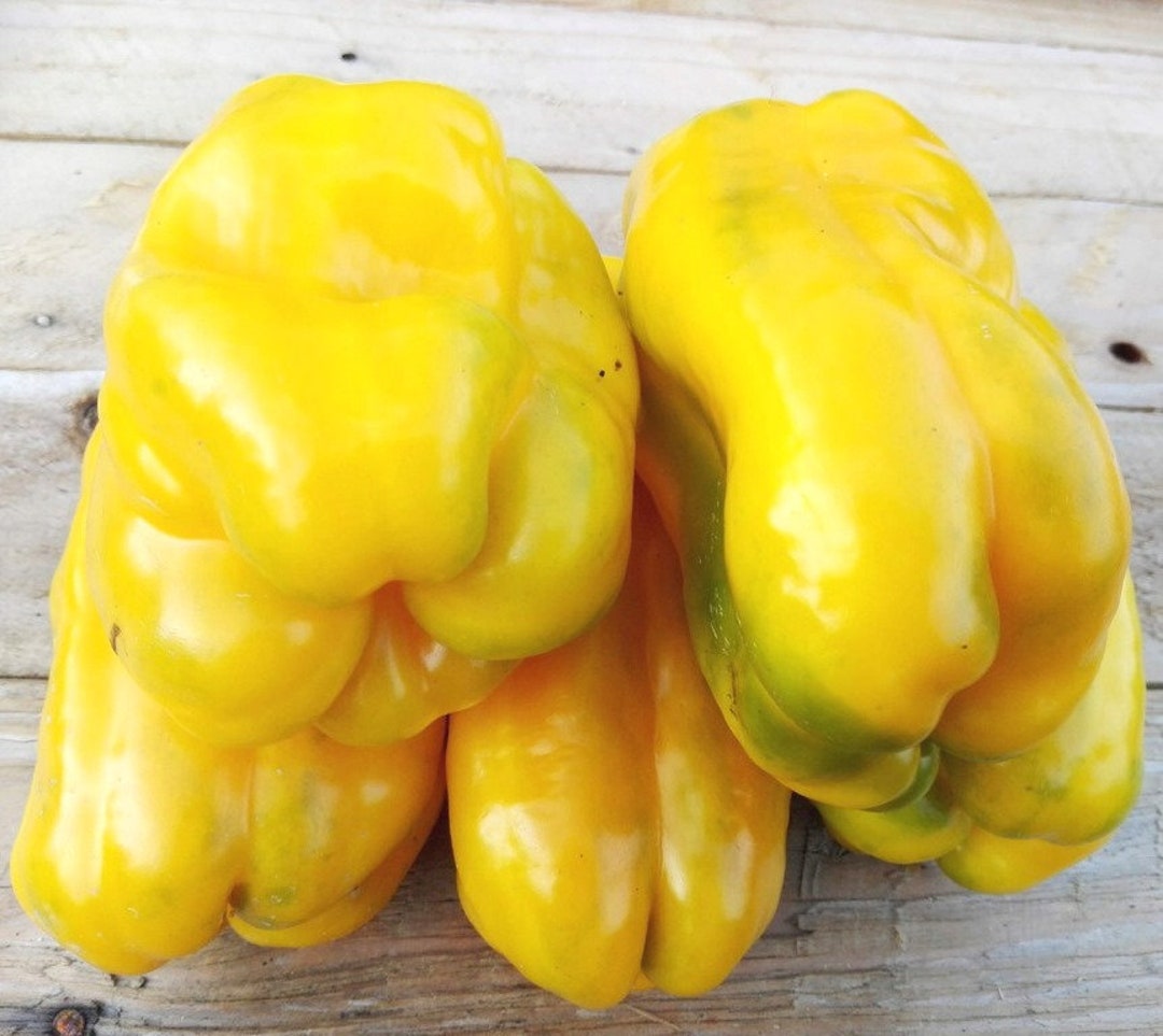 Yellow Monster Sweet Bell Pepper Seeds Huge Sweet Heirloom Yellow Bell ...