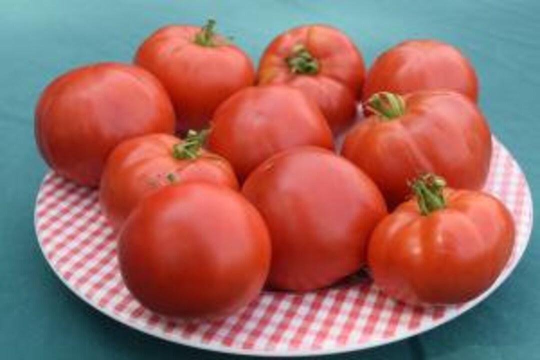 Early Red Chief, Tomato, Heirloom Garden Seeds Grown to Organic ...