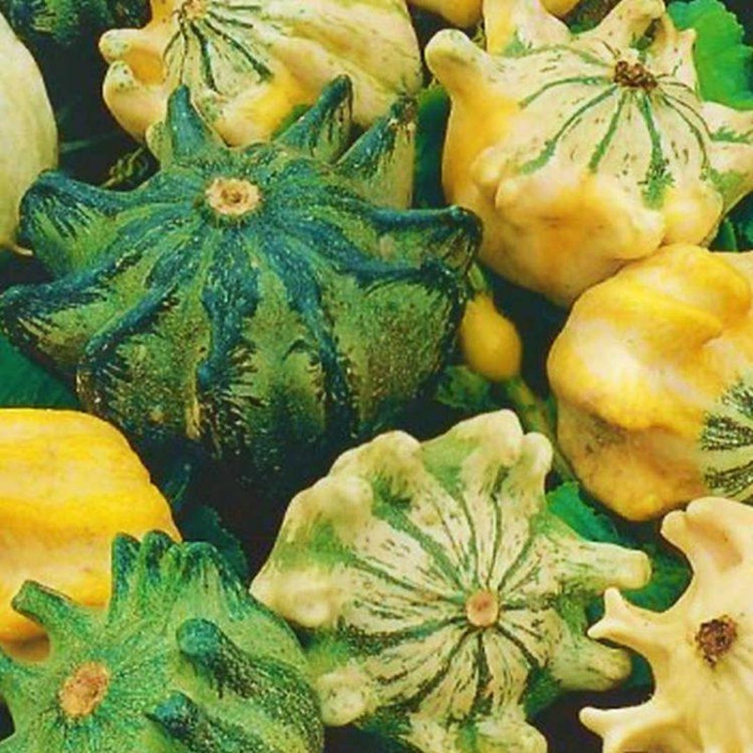 Crown of Thorns Shenot, Gourd, Heirloom Garden Seeds Open Pollinated ...