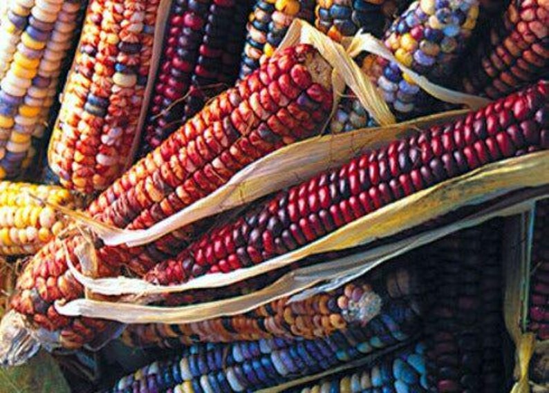 Mandan Bride Flour Corn Seeds: Heirloom, Open Pollinated - Etsy