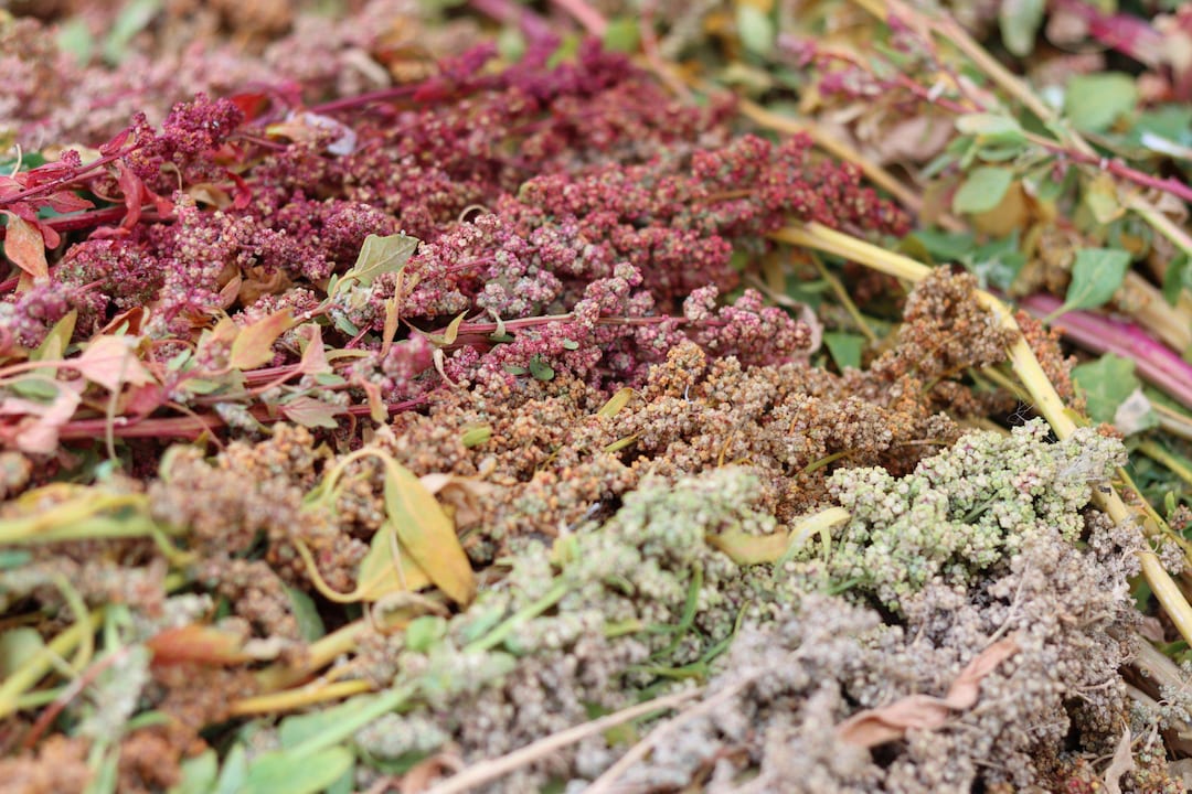 Rainbow Tri Color Quinoa Seeds, 250+ Super Food - Non GMO - Etsy