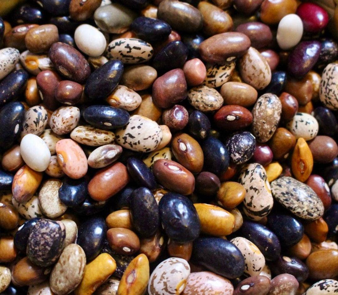 Cherokee Cornfield Pole Bean Seeds: Organic Heirloom Variety - Etsy