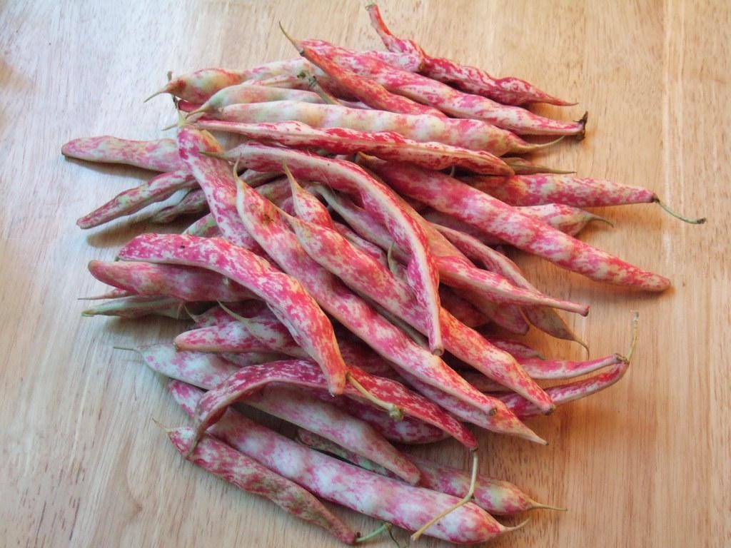 Lina Sisco's Bird Egg Bean Seeds: Missouri Heirloom, Open Pollinated - Etsy