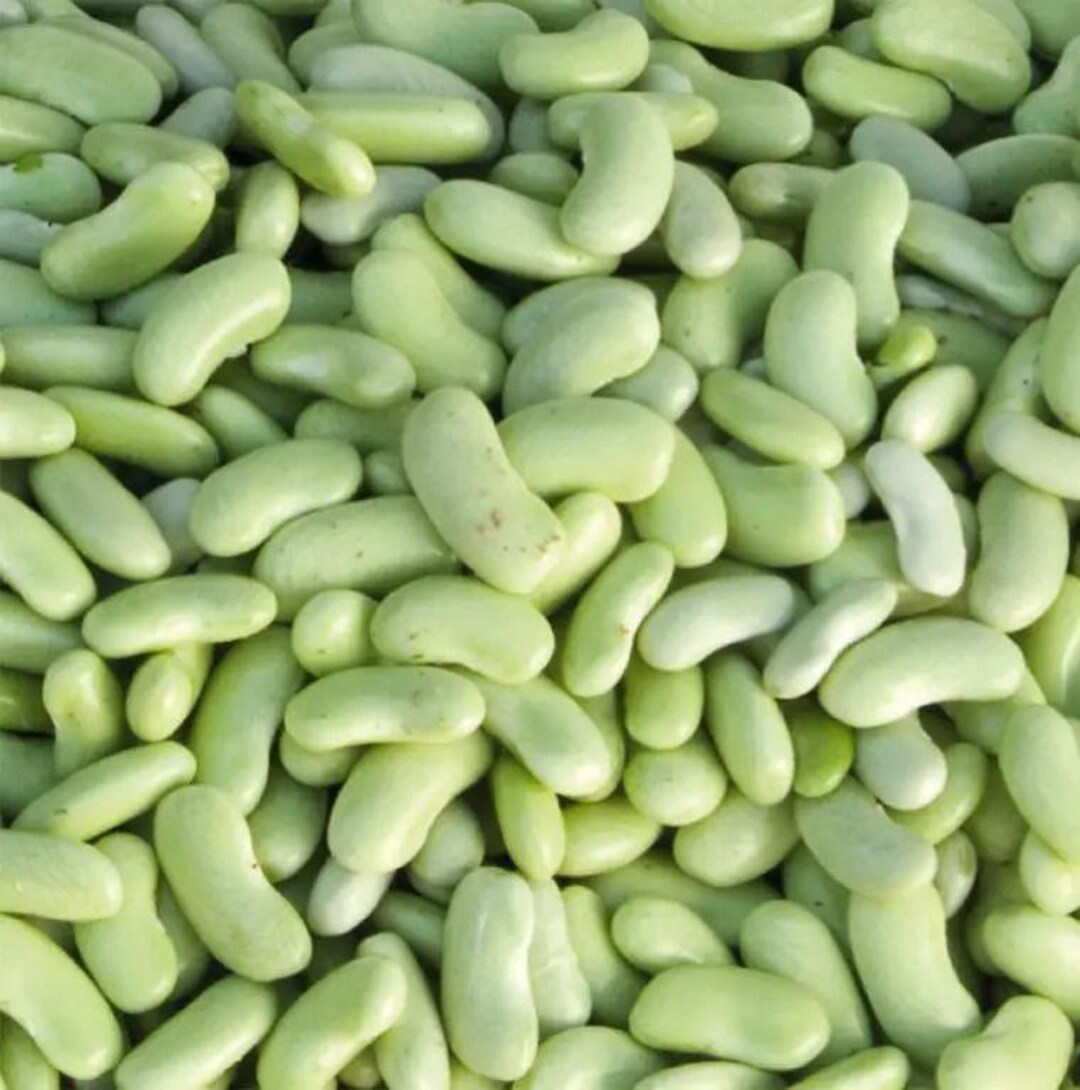Flageolet, Bush Bean, Rare French Heirloom Garden Seeds Open Pollinated ...