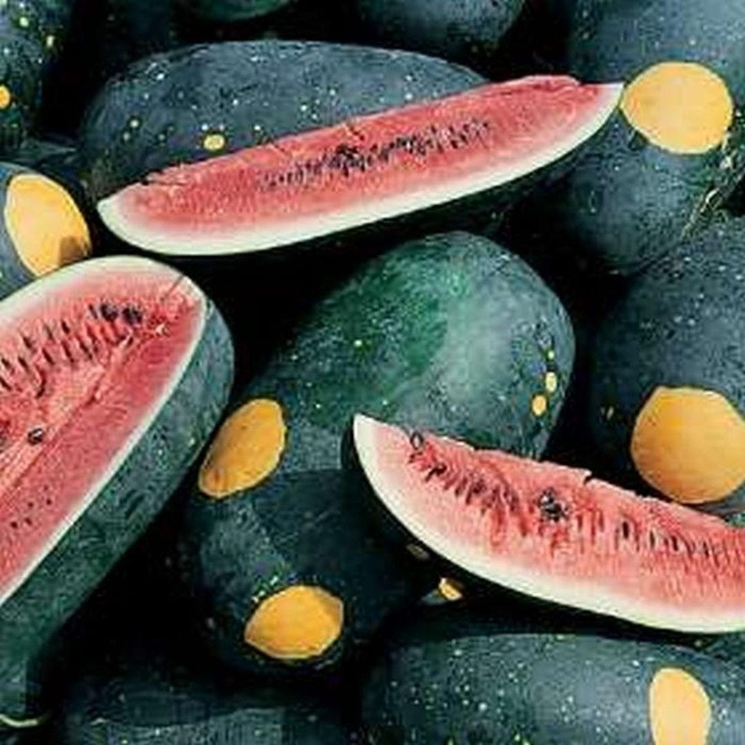 Watermelon-moon and Stars- Amish Heirloom Heirloom Seeds - Open ...