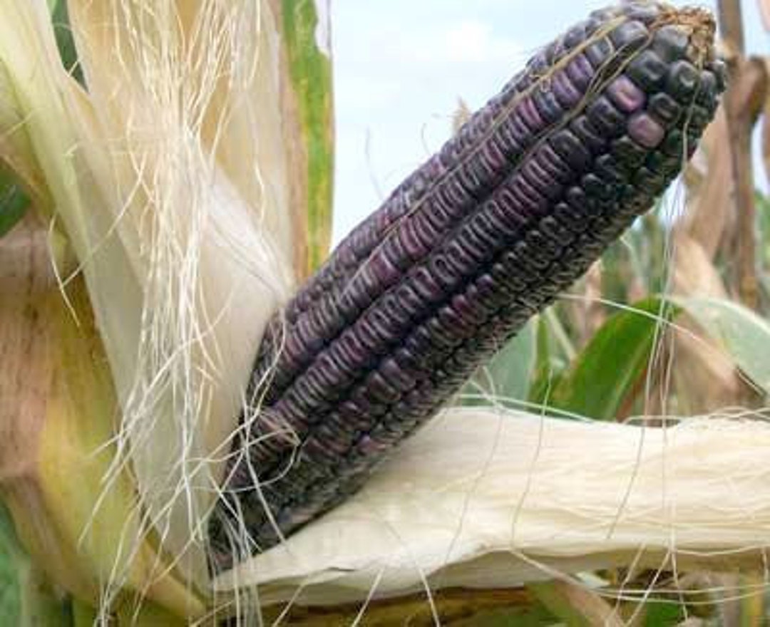Corn Blue Clarage Dent Corn Seeds Aka Ohio Blue Clarage Feed Flour Corn ...