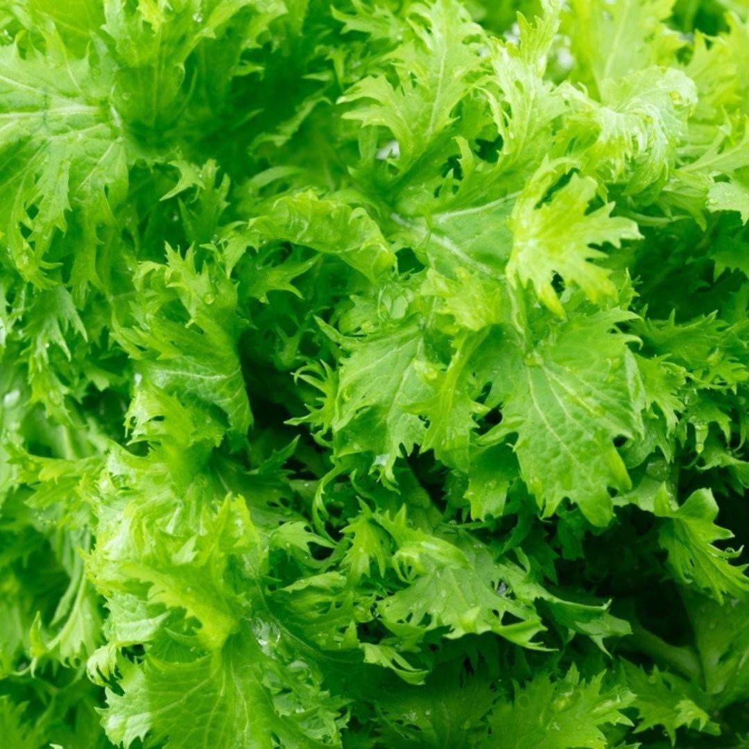 Wasabi Japanese Mustard Seeds: Spicy Wasabi Mustards Greens, Super Cold ...