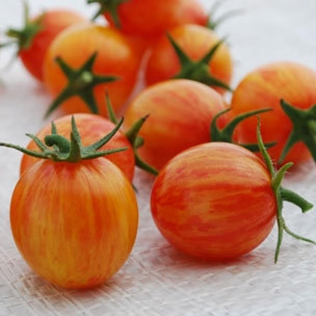 Tomato Artisan™ Sunrise Bumble Bee Cherry Tomato 20 Heirloom Seeds ...