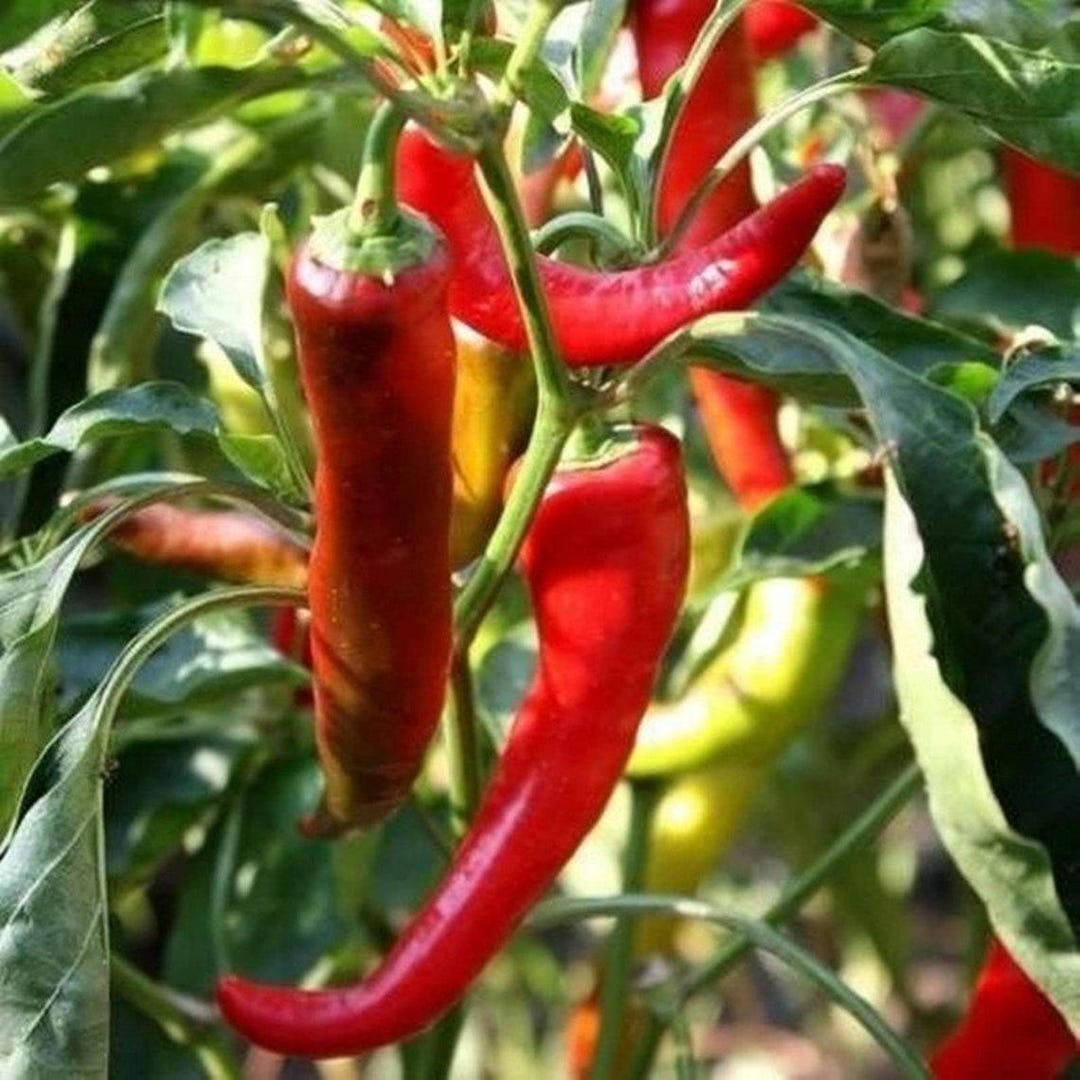 Goat Horn, Hot Pepper, Thai Organic Heirloom Garden Seeds - Non-gmo ...