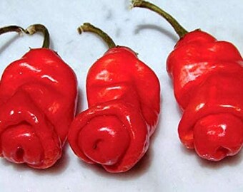 African Pequin Birds Eye Heirloom Pepper Premium Seed Packet - Etsy