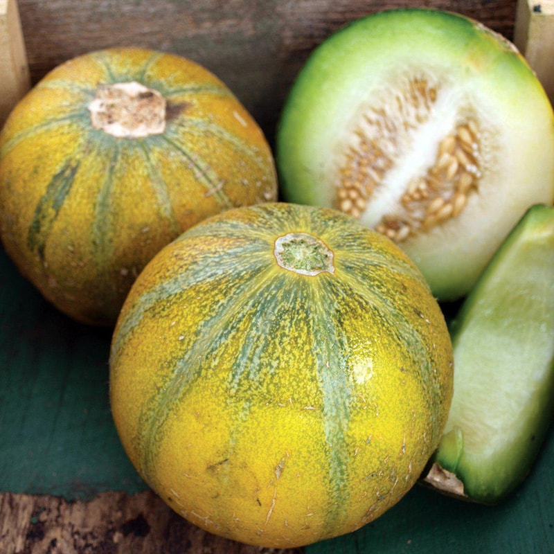 Melon Seeds - Etsy