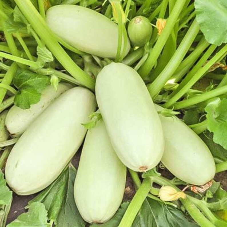 Trieste White Zuchinni Bush Summer Squash 15 Italian Heirloom Seeds Aka ...