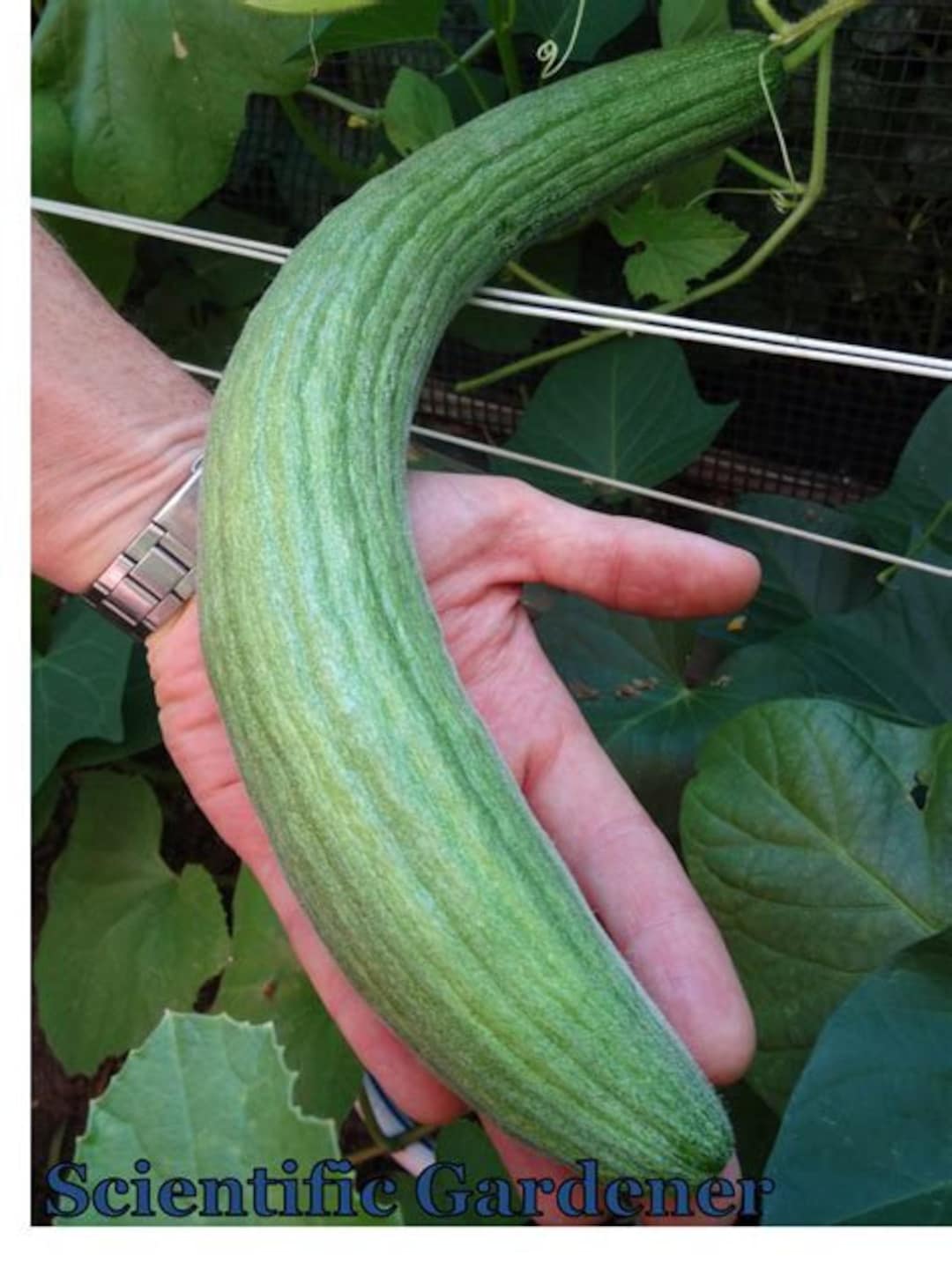 Cucumber Painted Serpent Striped Yard Long Armenian Cucumber 30 Seeds ...