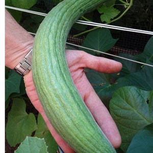 Cucumber Painted Serpent Striped Yard Long Armenian Cucumber 30 Seeds ...