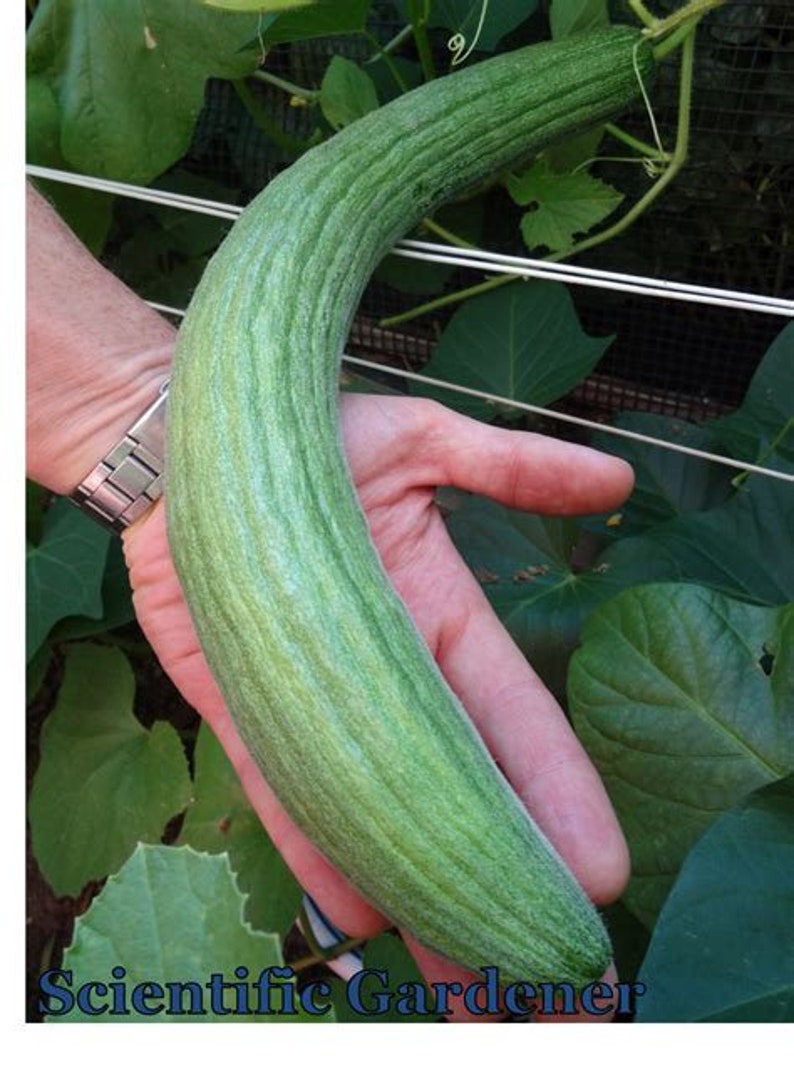 Cucumber Painted Serpent Striped Yard Long Armenian Cucumber 30 Seeds ...