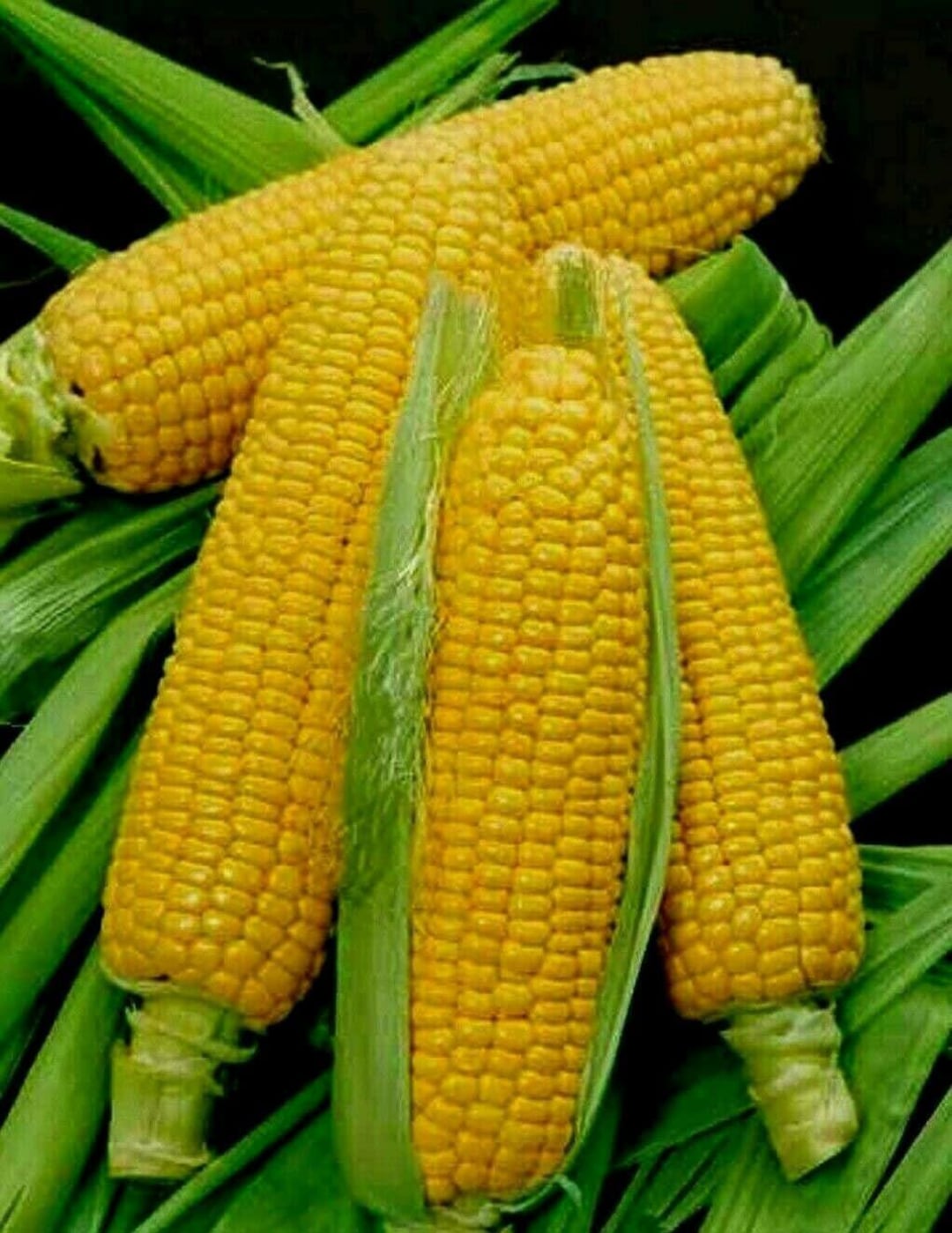 Golden Bantam Sweet Corn Seeds: Organic Heirloom Variety - Etsy