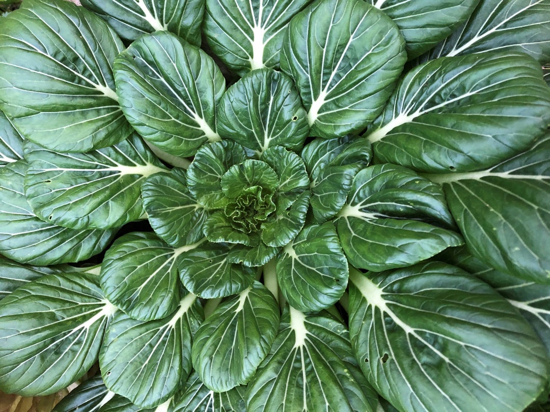 Tatsoi Heirloom Chinese Cabbage Mustard Green Aka Rosette, Spoon Tatsoi ...