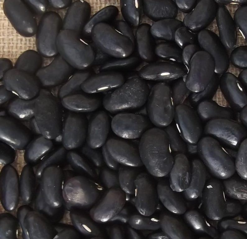 Ayocote Negro Bean Seeds, Heirloom Pole Runner, Open Pollinated - Etsy