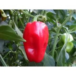 Aleppo, Hot Pepper, Aka Halaby Pepper, Heirloom Garden Seeds Open ...