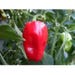Aleppo, Hot Pepper, Aka Halaby Pepper, Heirloom Garden Seeds Open ...