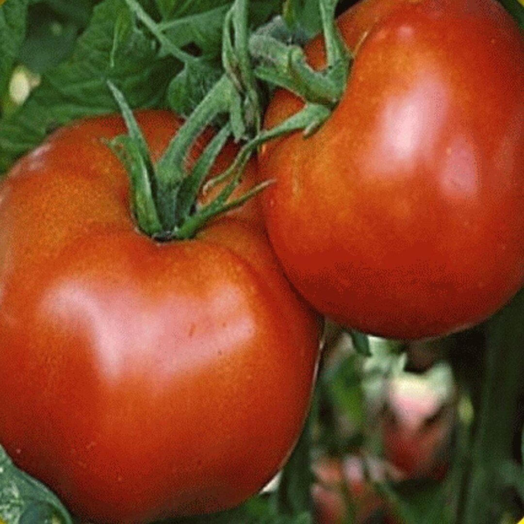 Rutgers 250 Tomato Seeds: Heirloom, Open Pollinated, Organic - Etsy