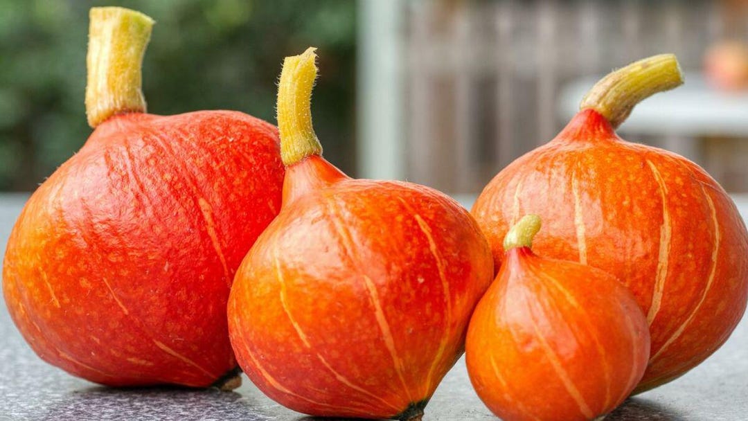 Uchiki Kuri Winter Squash Seeds: Japanese Heirloom, Non-gmo - Etsy