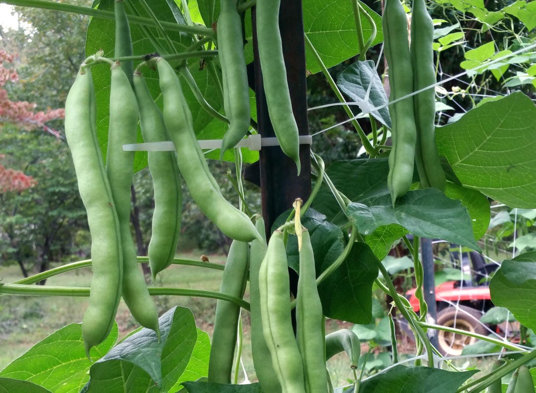 Mountaineer Half Runner Bean Seeds: Organic Heirloom Vegetable - Etsy